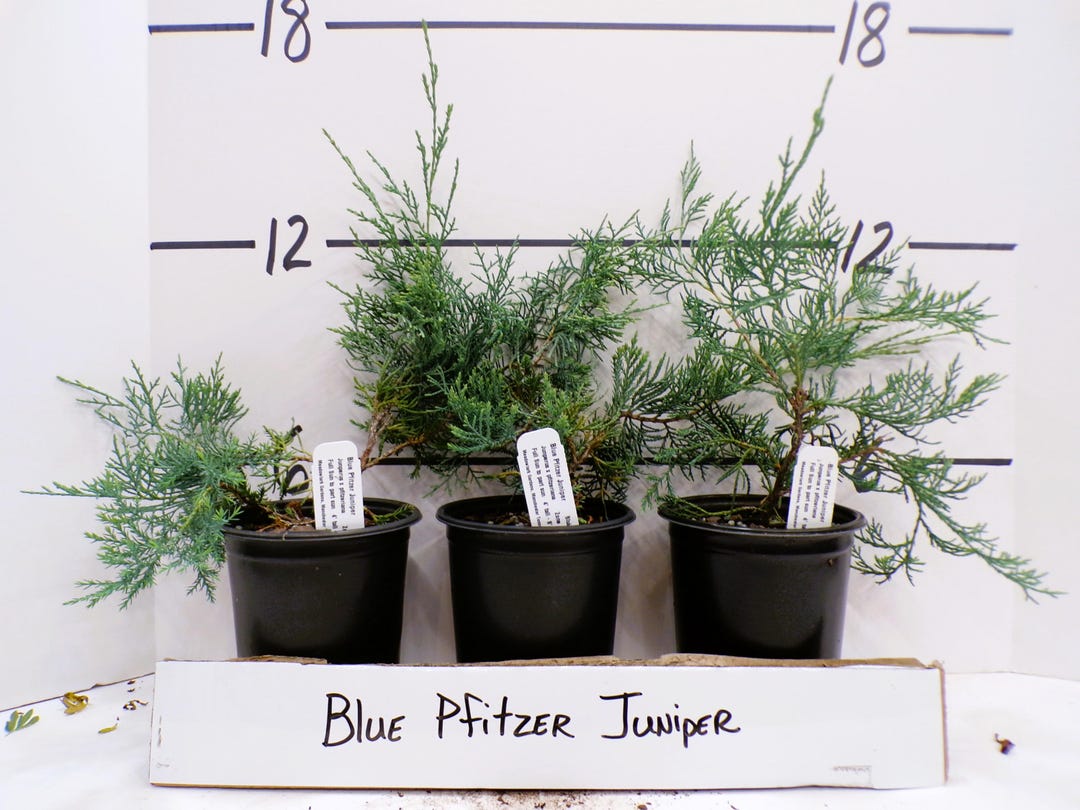 3 - Juniper 'blue Pfitzer' Juniperus Chinensis 'glauca Pfitzeraiana ...