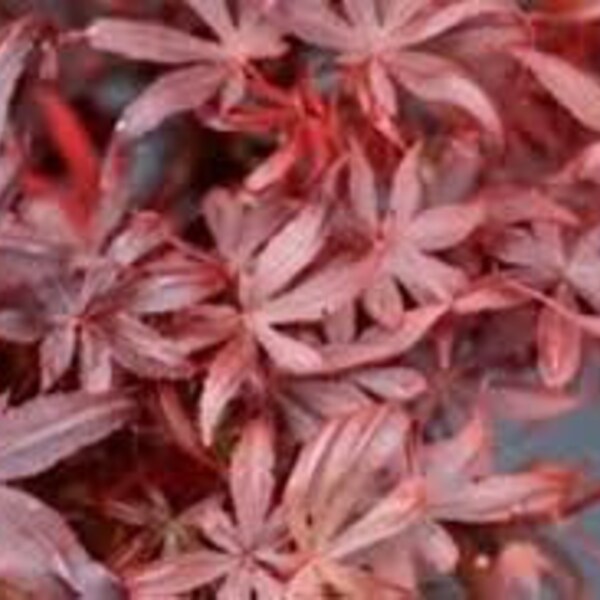 Dwarf Japanese Maple - Etsy