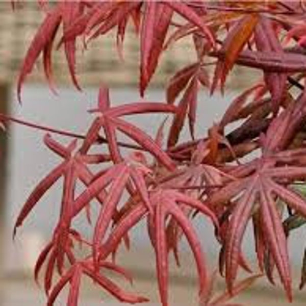 Japanese Maple - Etsy