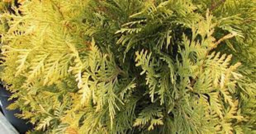 3 'yellow Ribbon' Thuja Occidentalis Arborvitae Live Plants Evergreen ...