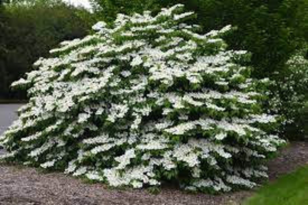 Viburnum Mariesii Plicatum