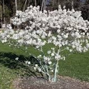 Magnolia Stellata 'royal Star' Live BAREROOT SEMI-DORMANT Plant ...