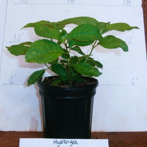 Hydrangea Macrophylla 'tokyo Delight' Live Plant Big Leaf Lacecap Blue ...