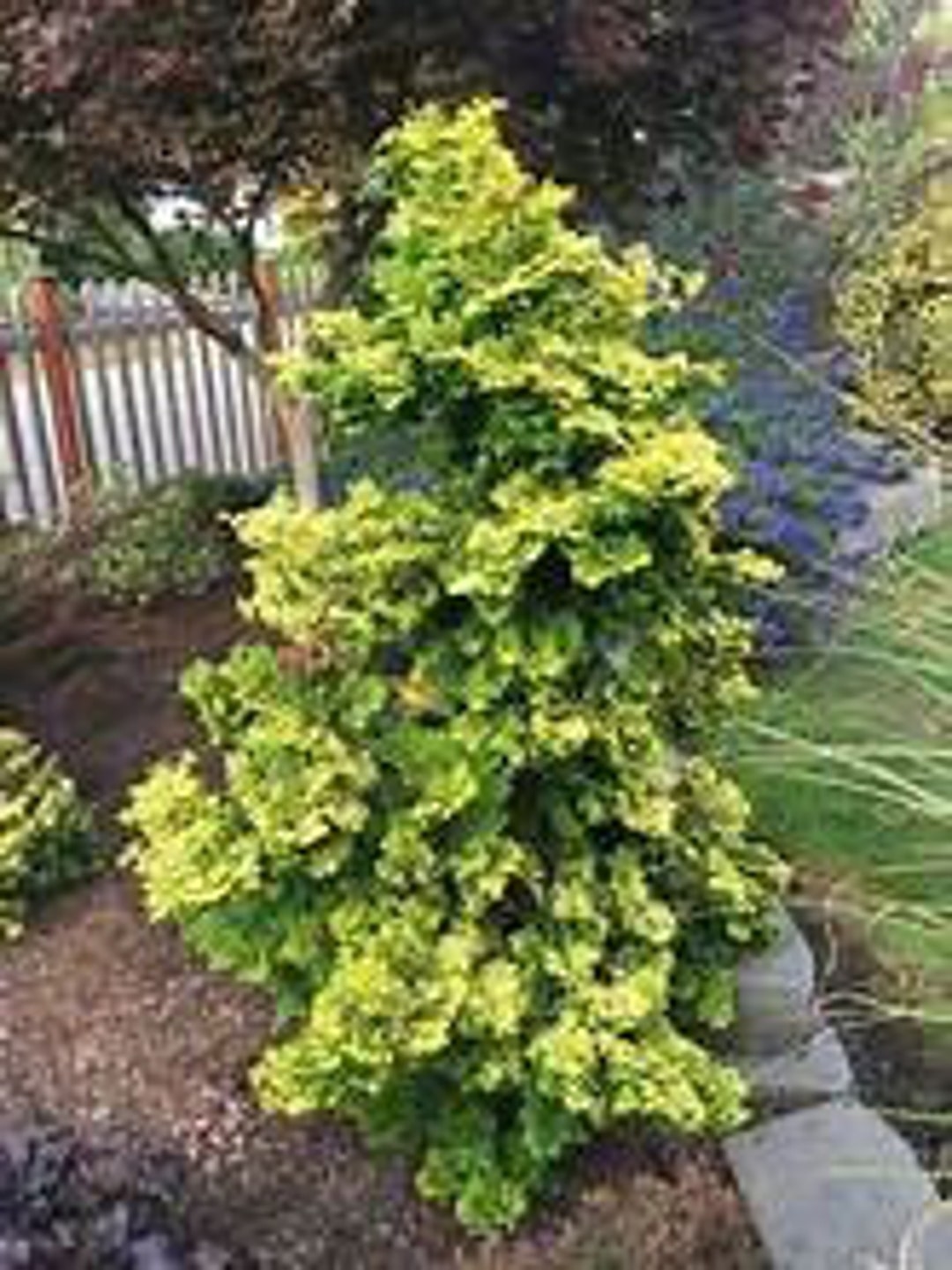 Dwarf Hinoki Cypress 'verdoni' Chamaecyparis Obtusa Live Plant ...