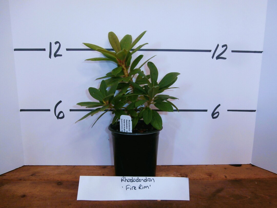 Rhododendron 'fire Rim' Live Plant Broadleaf Evergreen Shrub Pink Edged ...