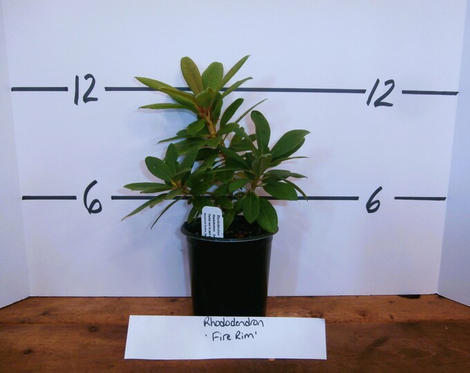 Rhododendron 'fire Rim' Live Plant Broadleaf Evergreen Shrub Pink Edged ...