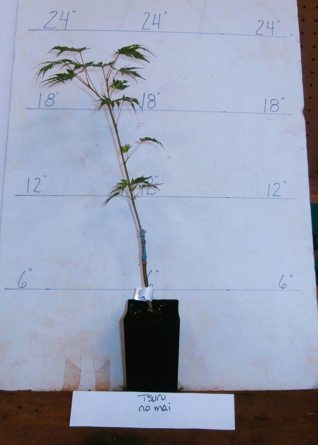 Japanese Maple 'tsuru No Mai' Acer Palmatum Live DORMANT Grafted Tree ...