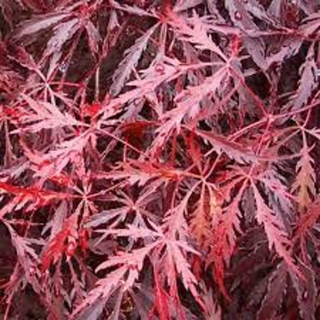 Japanese Maple 'tamukeyama' Acer Palmatum Dissectum dormant Live Tree ...