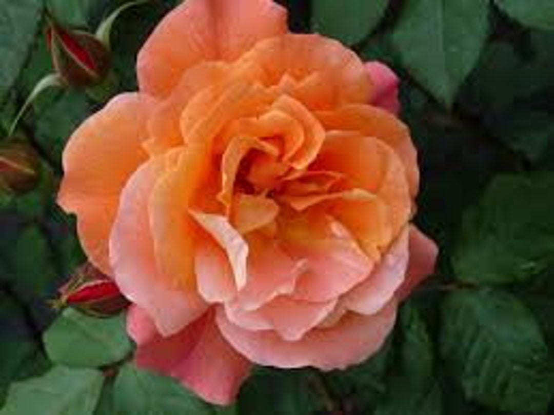 Climbing Rose 'westerland' Rosa Live Plant Perennial Peach/apricot ...