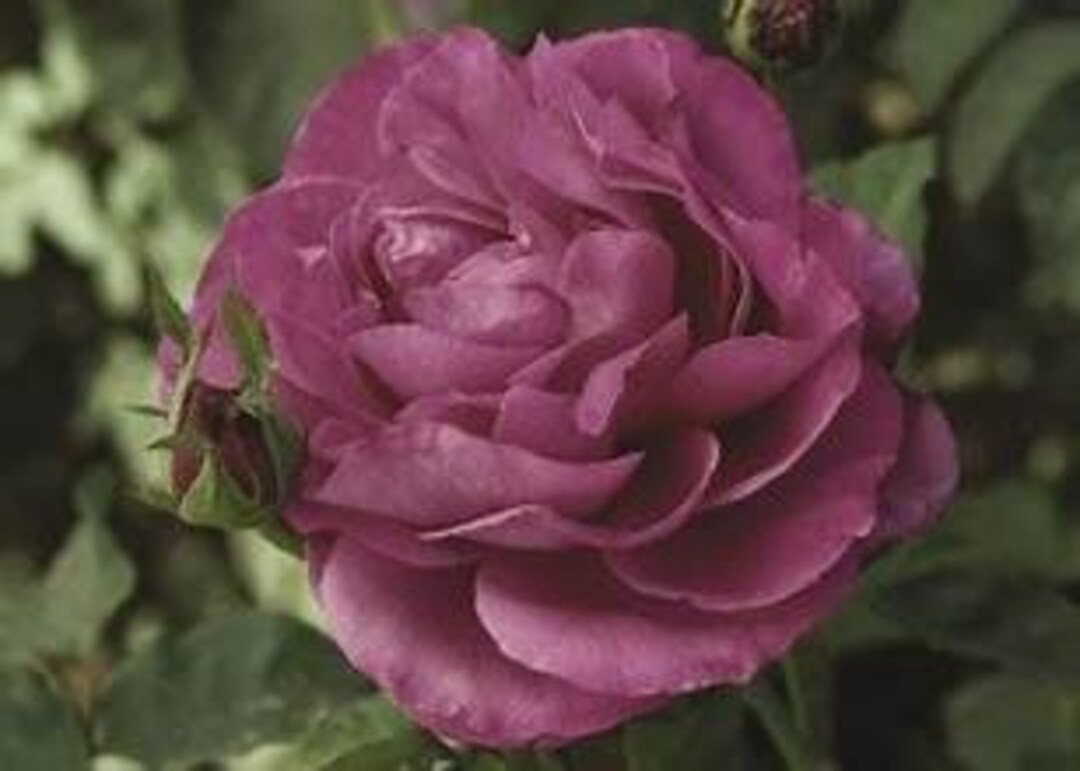 Rose 'heirloom' Rosa Starter Plant Hybrid Tea Rose Lilac/lavender ...