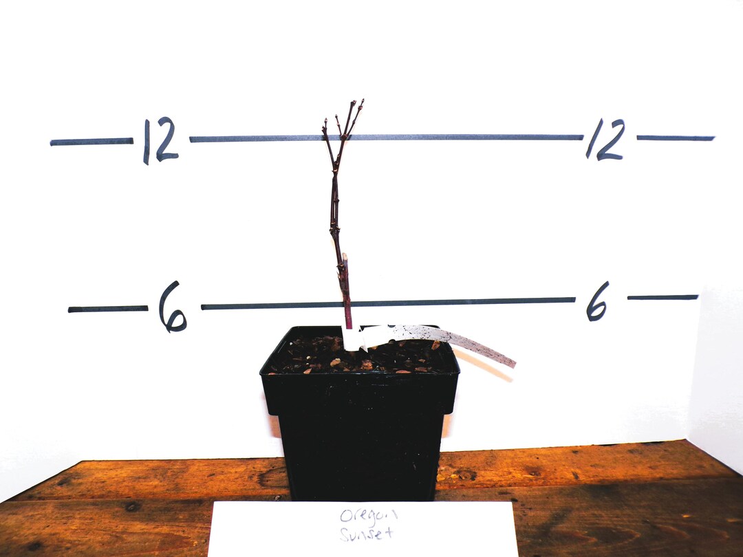 Japanese Maple 'oregon Sunset' Acer Palmatum Live SEMI-DORMANT Grafted ...