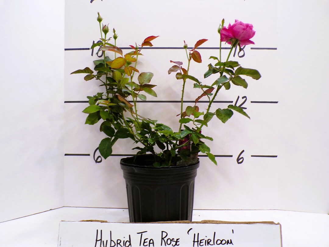 Rose 'heirloom' Rosa Live Plant Hybrid Tea Rose Lilac/lavender Fragrant ...