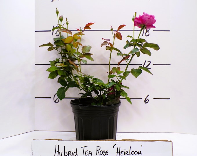 Rose 'heirloom' Rosa Live Plant Hybrid Tea Rose Lilac/lavender Fragrant ...