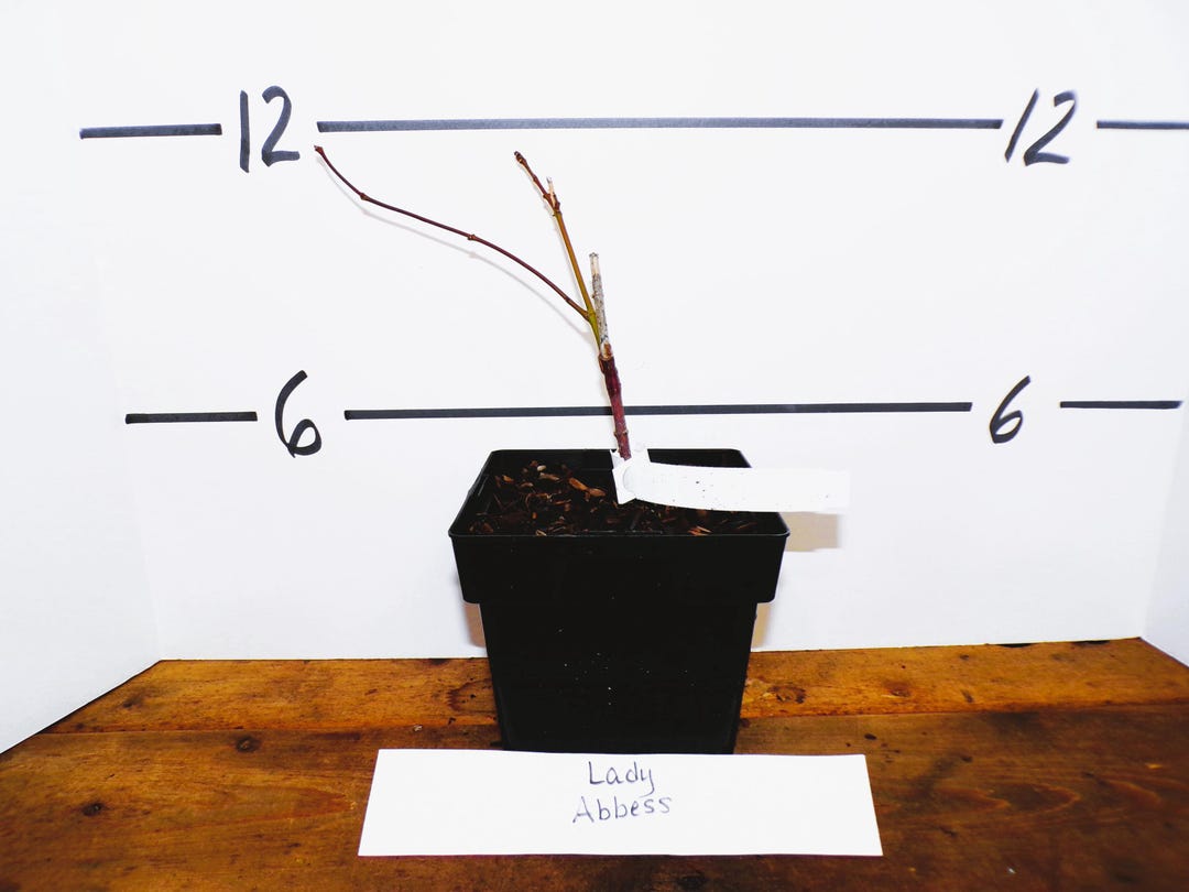 Japanese Maple 'lady Abbess' Acer Palmatum Dissectum Live Grafted Tree ...