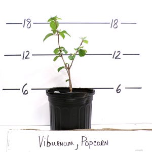 Viburnum Plicatum 'popcorn' Live Plant Perennial Shrub White Snowball ...