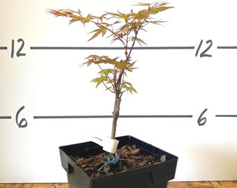 Japanese Maple 'trompenburg' Acer Palmatum Live Grafted Tree Red Hand ...