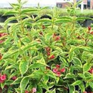 Weigela Florida 'french Lace' Live Plant Flowering Shrub Variegated ...