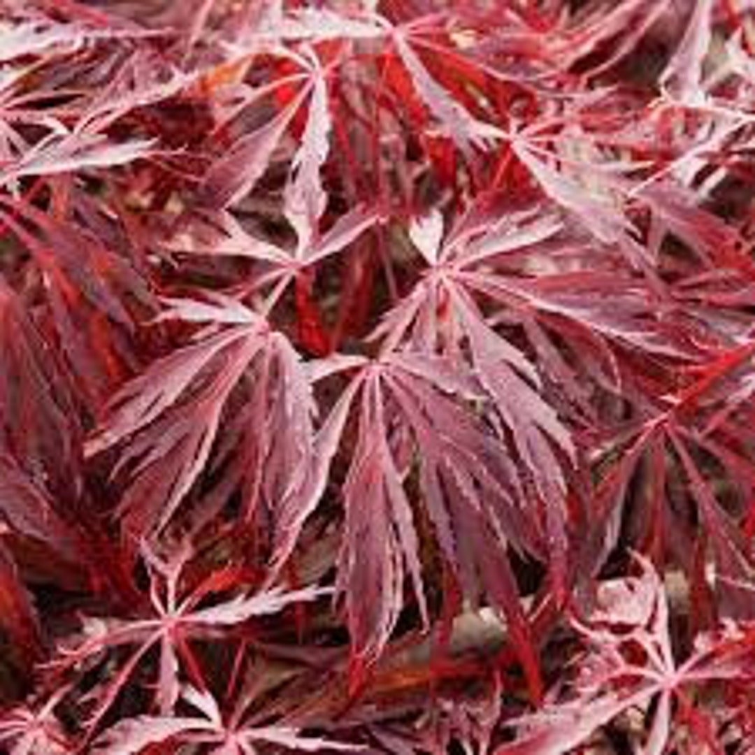 Japanese Maple 'red Dragon' Acer Palmatum Dissectum Live Tree Grafted ...