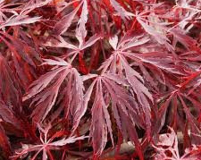 Japanese Maple 'red Dragon' Acer Palmatum Dissectum Live Tree Grafted ...