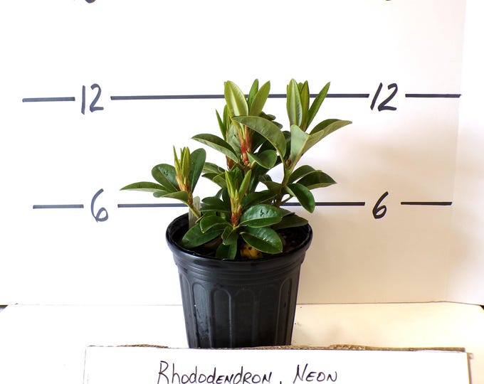 Rhododendron 'neon' Live Plant Broadleaf Evergreen Flowering Shrub ...