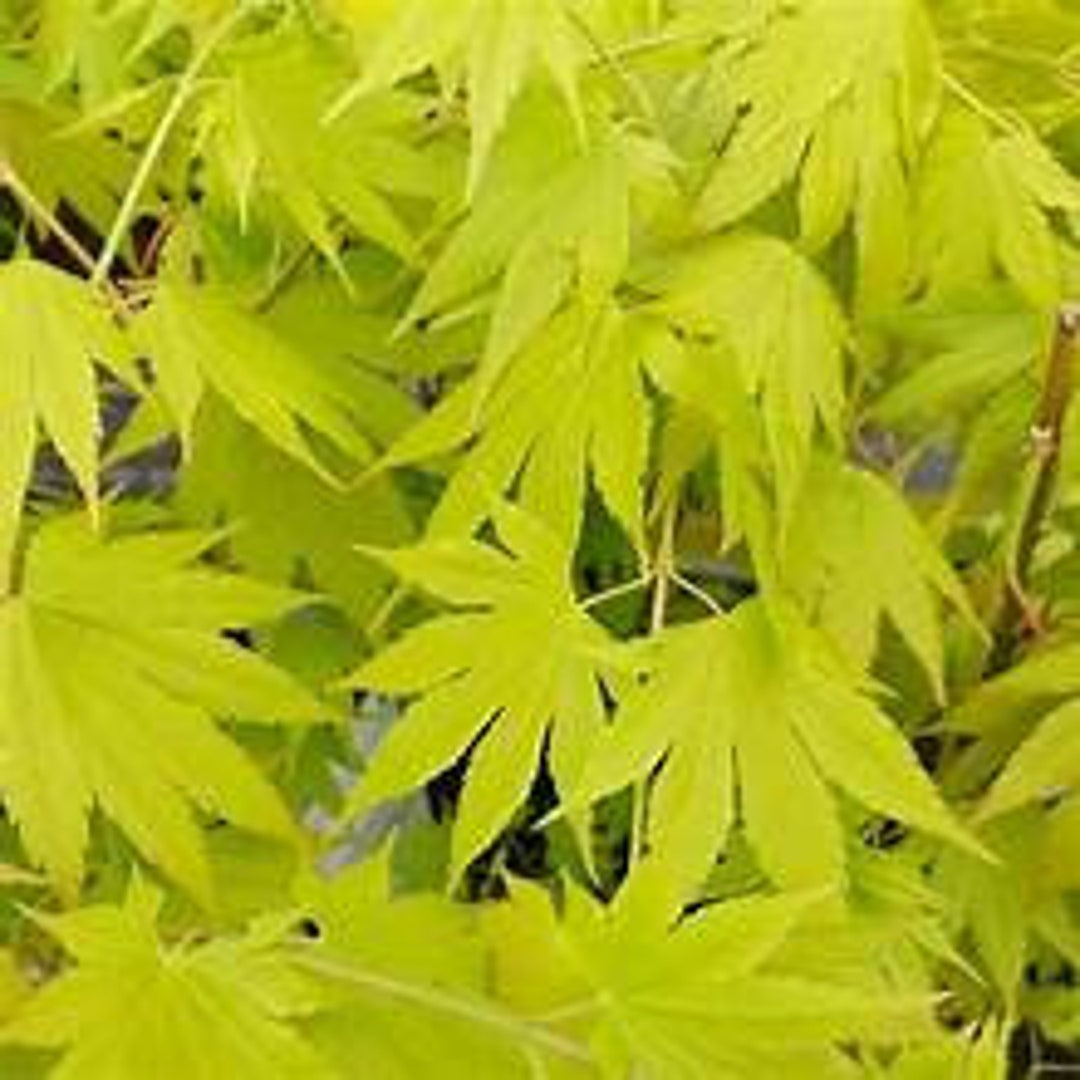 Japanese Maple 'jordan' Acer Shirasawanum Live Grafted Tree Full Moon ...