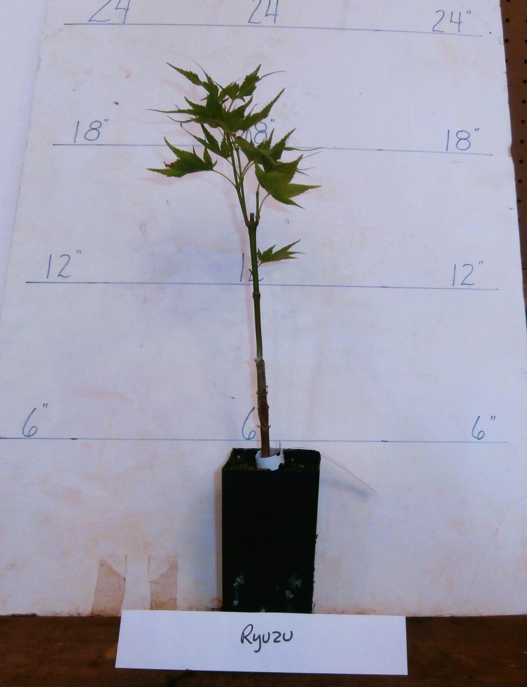 Japanese Maple 'ryuzu' Acer Palmatum Live Grafted Tree SEMI-DORMANT ...