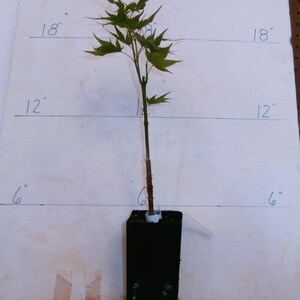 Japanese Maple 'ryuzu' Acer Palmatum Live Grafted Tree SEMI-DORMANT ...