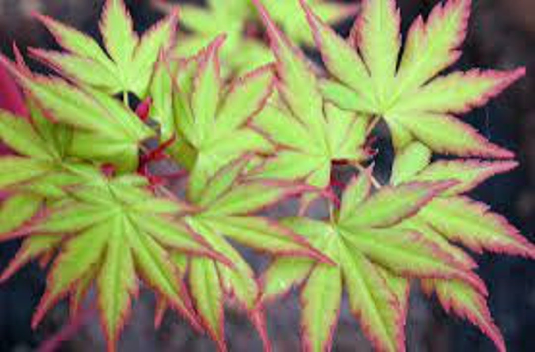 Japanese Maple 'sango Kaku' Acer Palmatum Live Grafted Tree Coral Bark ...