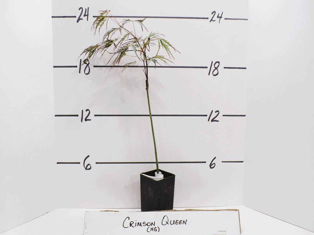 Japanese Maple 'crimson Queen' Acer Palmatum Dissectum Live High Graft ...