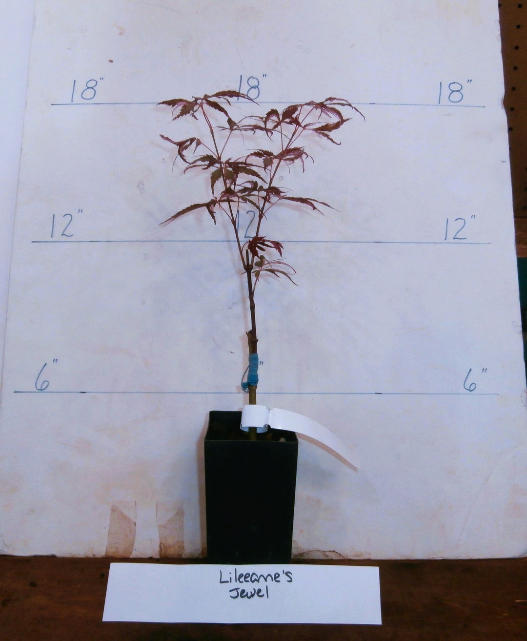Japanese Maple 'lileeanne's Jewel' Acer Palmatum Live Grafted Tree SEMI ...