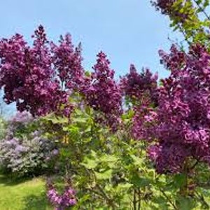 Lilac X Syringa 'declaration' Live Plant Flowering - Etsy