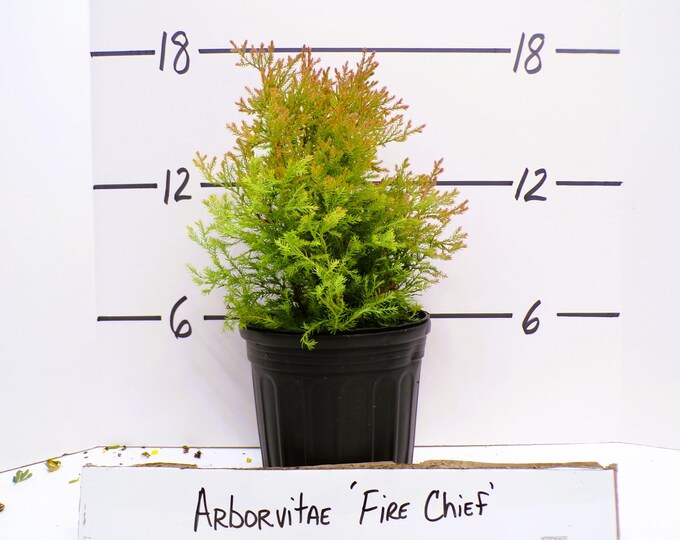 Arborvitae 'fire Chief' 'congabe' Thuja Occidentalis Live Plant ...