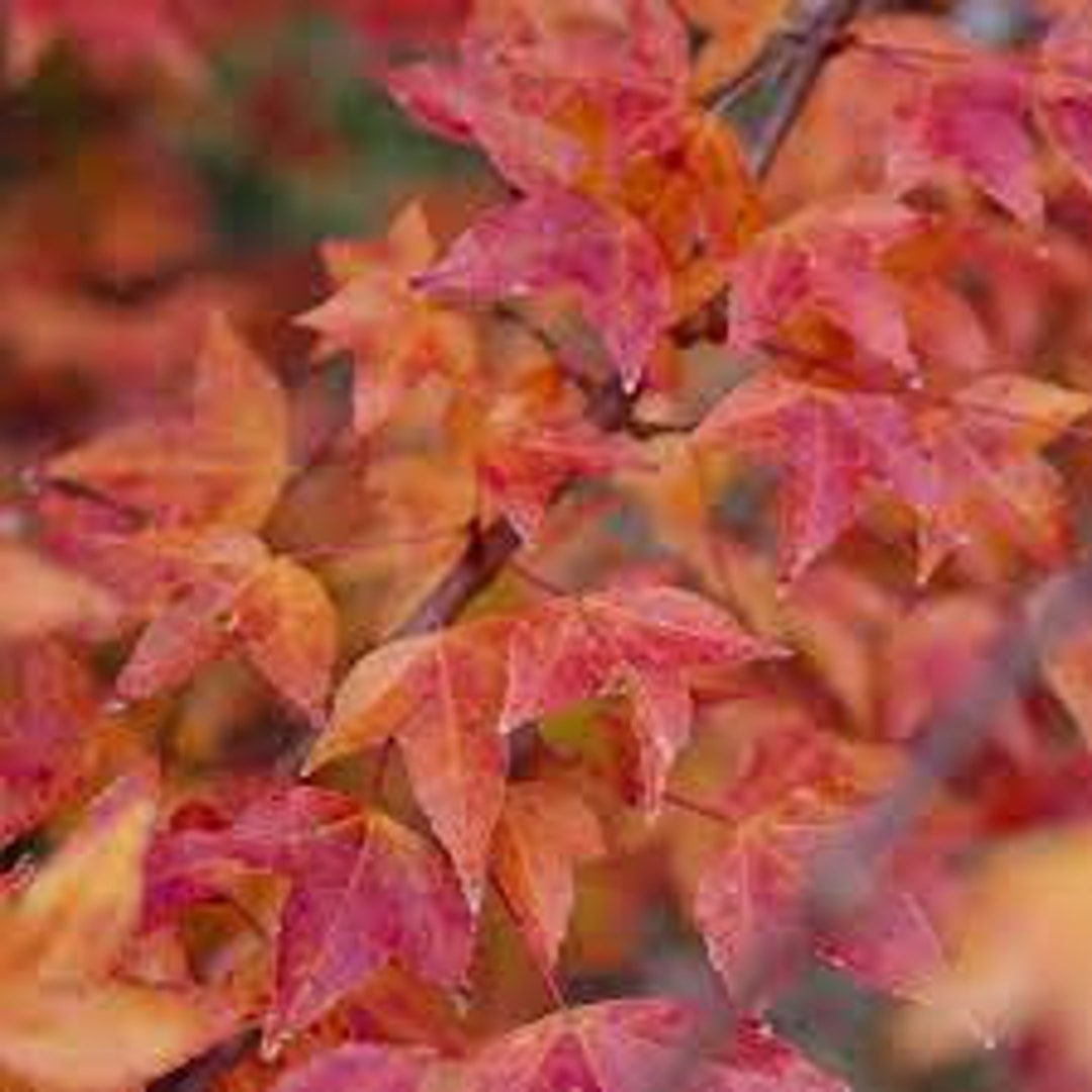 Trident Maple Acer Buergeranum Live Tree Three Lobed Leaves Bonsai ...