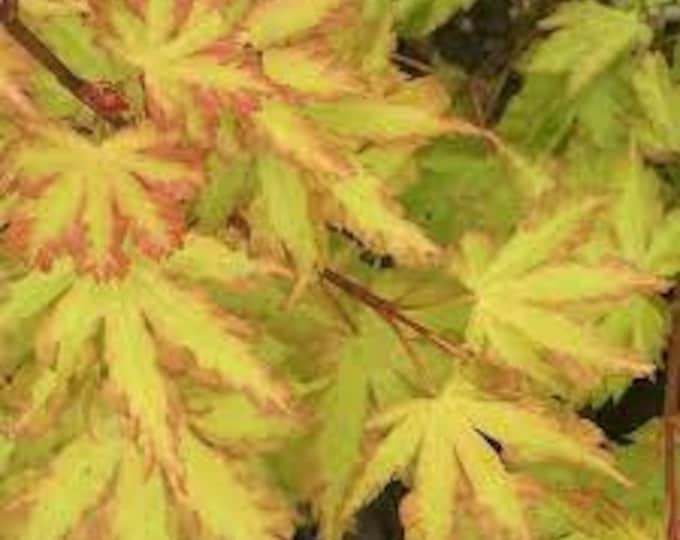 Japanese Maple 'anne Irene' Acer Palmatum Live Grafted Tree Rare Yellow ...