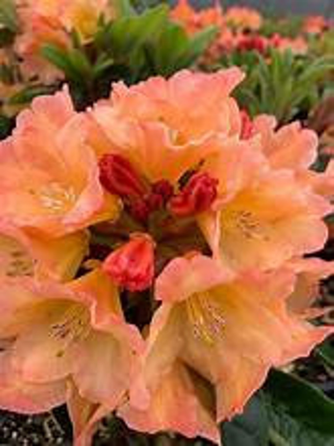 Rhododendron 'neon' Live Plant Broadleaf Evergreen Flowering Shrub ...