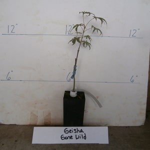 Japanese Maple 'geisha Gone Wild' Acer Palmatum dormant Live Tree ...