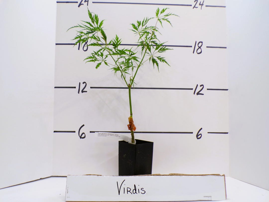 Weeping Japanese Maple 'viridis' Acer Palmatum Dissectum Live Grafted ...