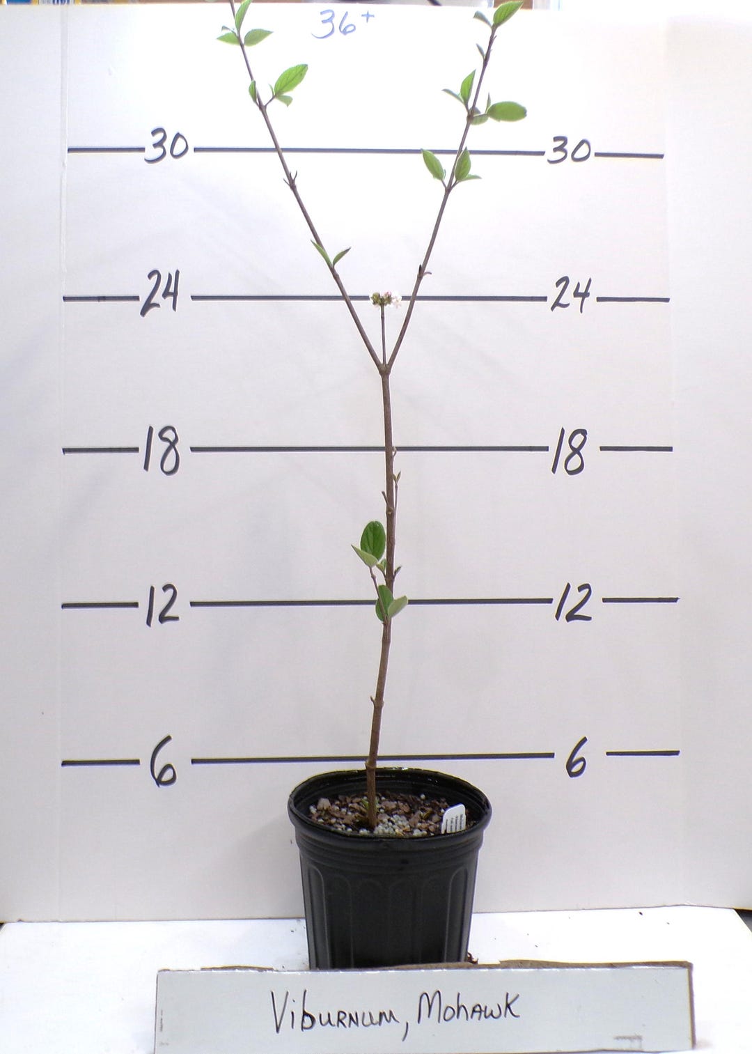 Viburnum X Burwoodii 'mohawk' 1 Live Plant Semi-evergreen Flowering ...