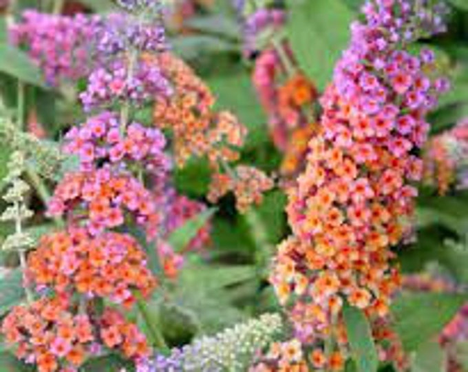 Butterfly Bush Buddleia X Weyeriana bi-color Live Plant Perennial Shrub ...