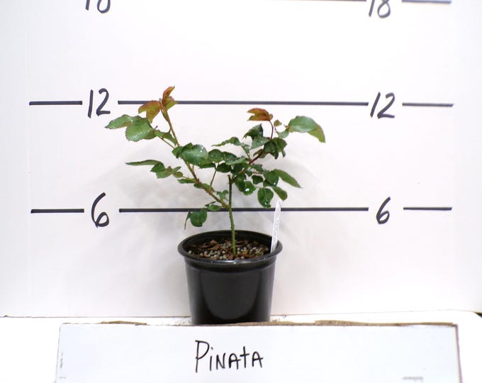 Climbing Rose 'pinata' Live Plant Perennial Shrub Yellow Red Orange ...