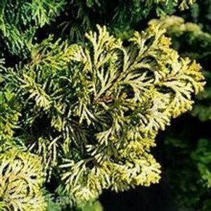 Dwarf Hinoki Cypress 'verdoni' Chamaecyparis Obtusa Live Plant *DORMANT ...