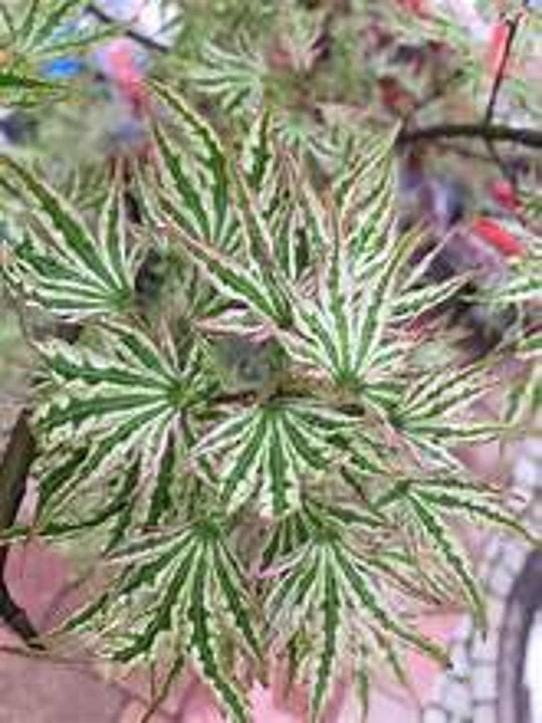 Japanese Maple 'higasayama' Acer Palmatum Live Grafted Tree Crinkled ...