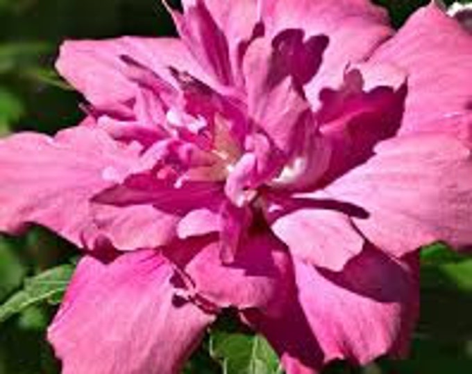 Hibiscus Syriacus lucy Althea Rose of Sharon Live - Etsy