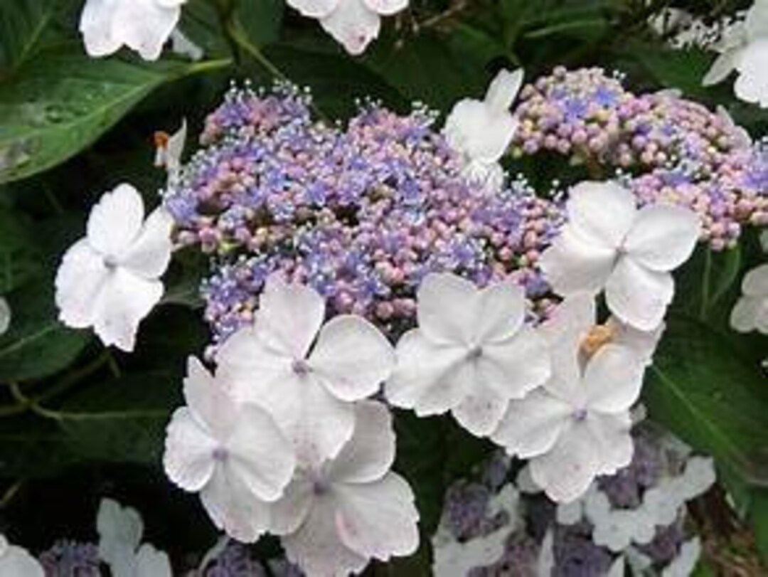 Hydrangea Macrophylla 'tokyo Delight' Live Plant Big Leaf Lacecap Blue ...