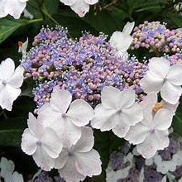 Hydrangea Plant - Etsy