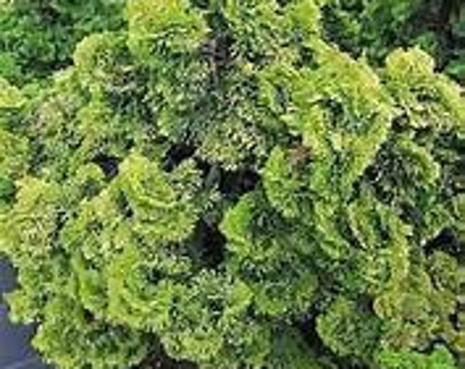 Dwarf Hinoki Cypress 'nana Lutea' Chamaecyparis Obtusa Live Plant ...