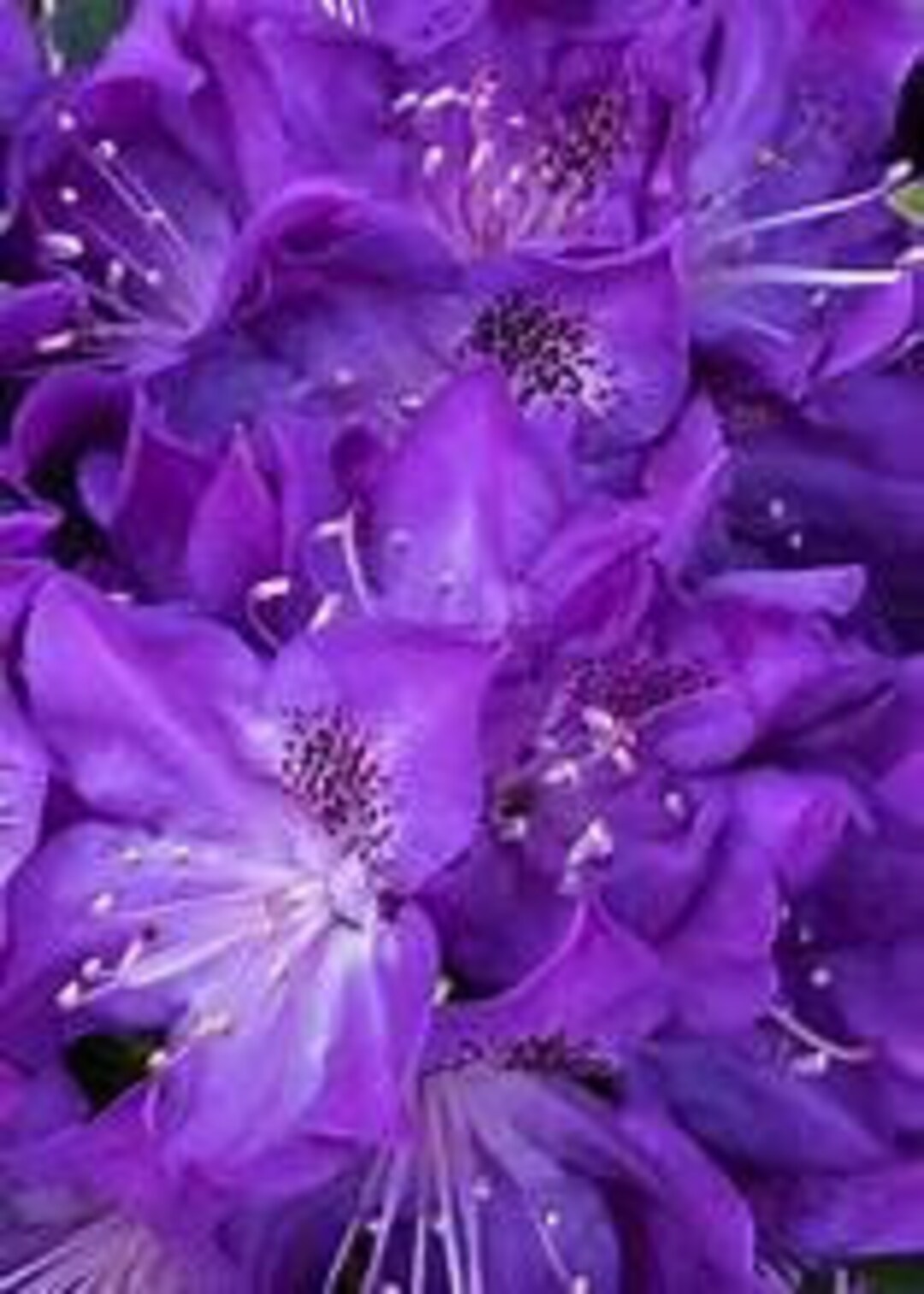 Rhododendron 'florence Parks' Live Plant Broadleaf Evergreen Shrub Dark ...