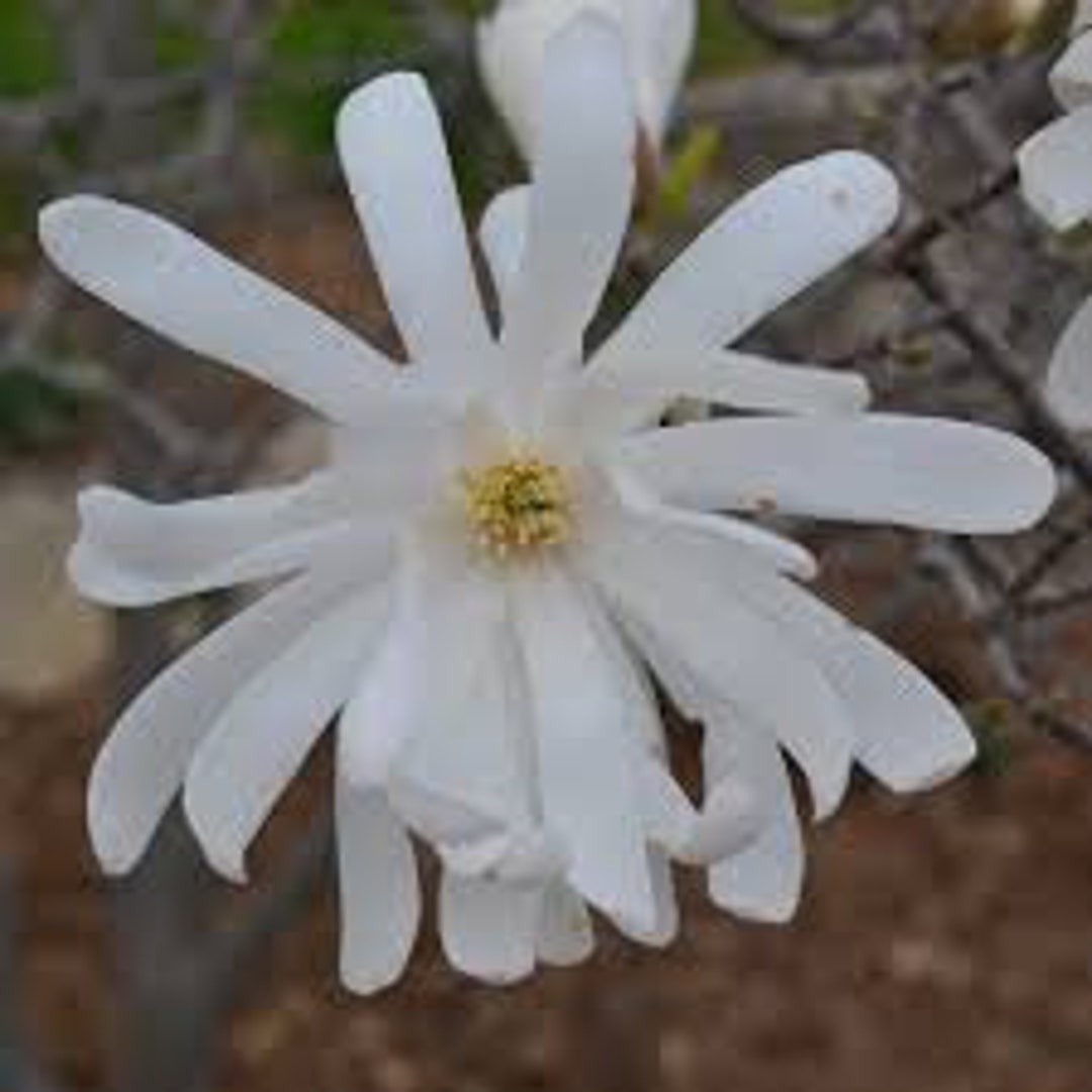 Magnolia Stellata 'royal Star' Live Bareroot Semi-dormant Plant ...