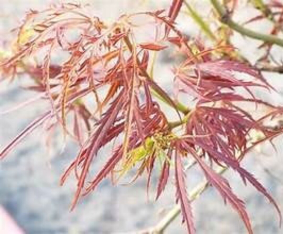 Japanese Maple 'baby Lace' Acer Palmatum Dissectum Live Grafted Tree ...
