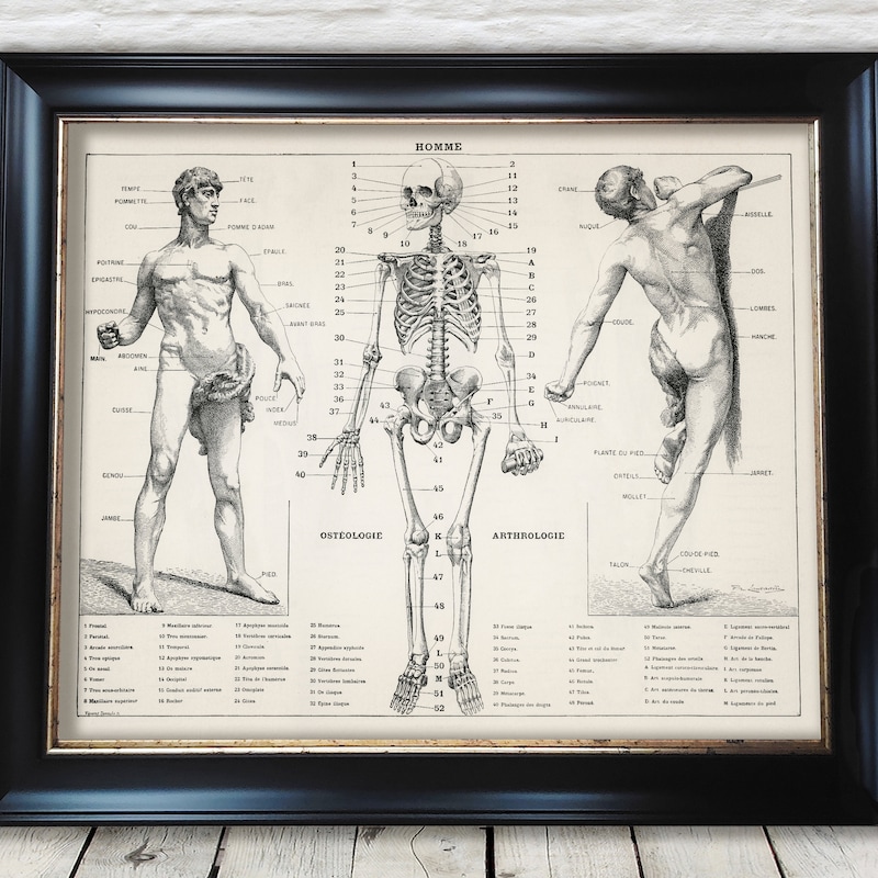 Human Anatomy Print - Etsy